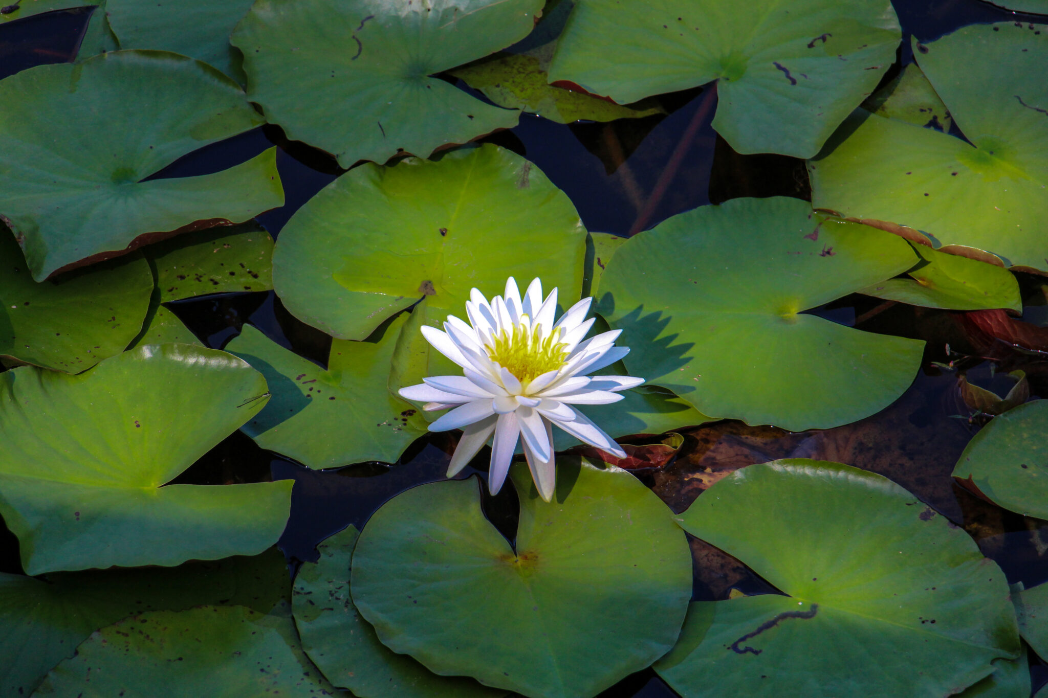 Debbie Lightsey Nature Park – Blueprint Intergovernmental Agency